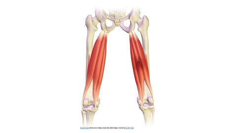 💪 ¿Qué son los Músculos Isquiotibiales?
